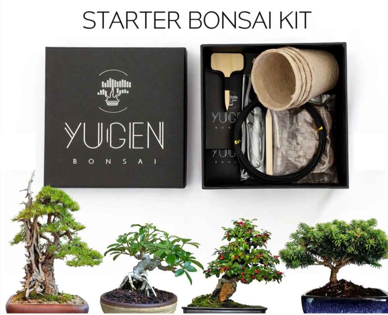 Amazing Gift Ideas for Nature and Tree Lovers - The Mood Guide