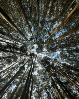 Powerful Forest Aesthetic Inspiration To Connect You With Mother Nature ...