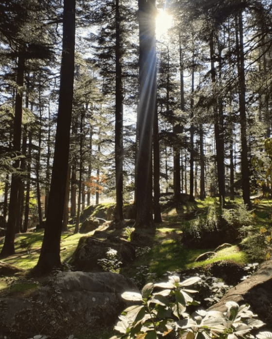 Powerful Forest Aesthetic Inspiration To Connect You With Mother Nature ...