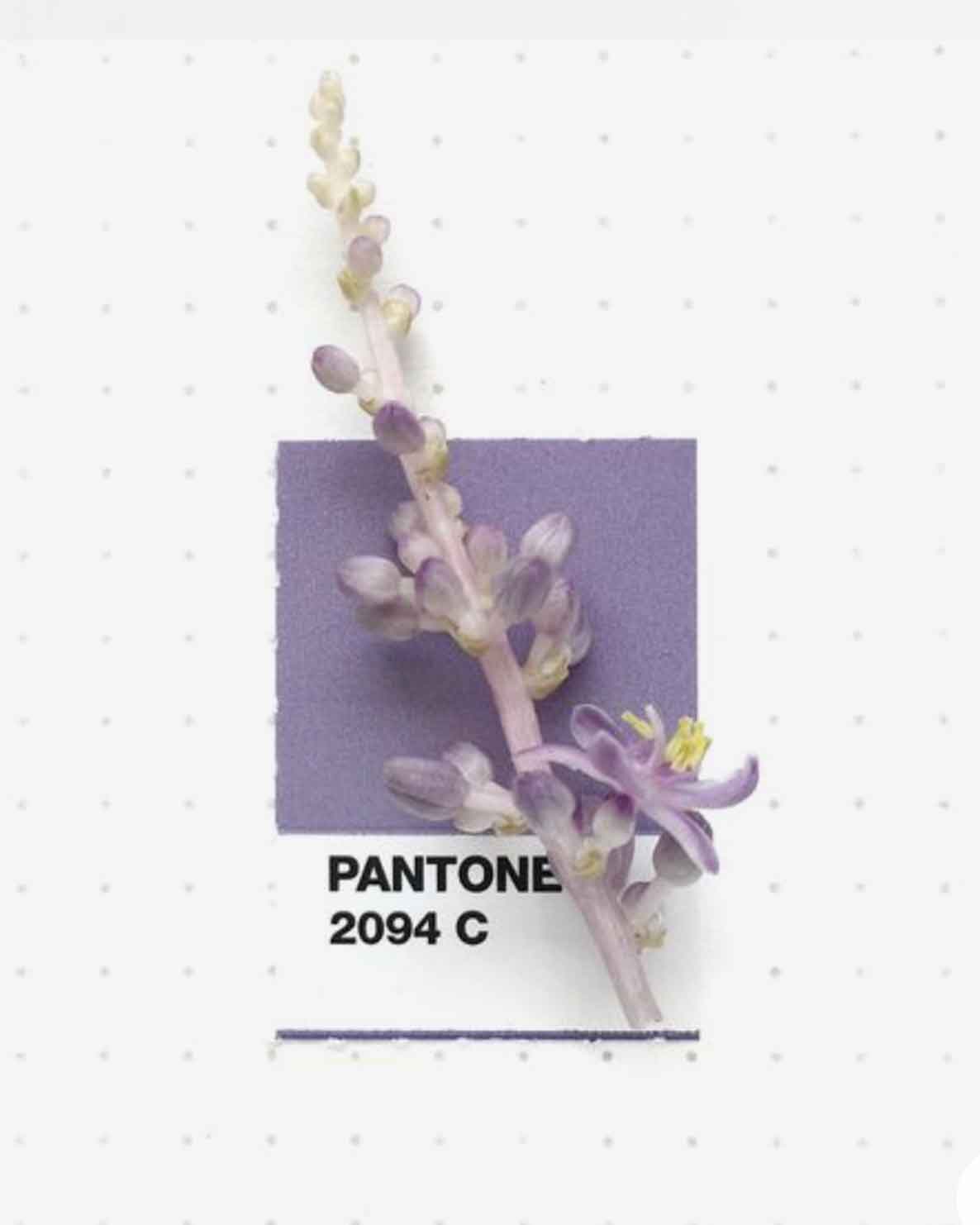 Evoking the Lilac Lavender Aesthetic & Meaning to your Life - The Mood ...