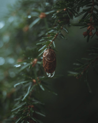 Powerful Forest Aesthetic Inspiration To Connect You With Mother Nature ...