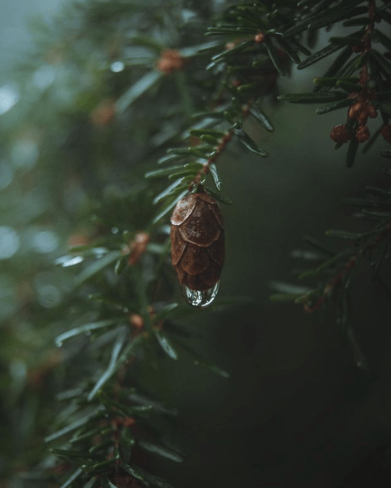 Powerful Forest Aesthetic Inspiration To Connect You With Mother Nature