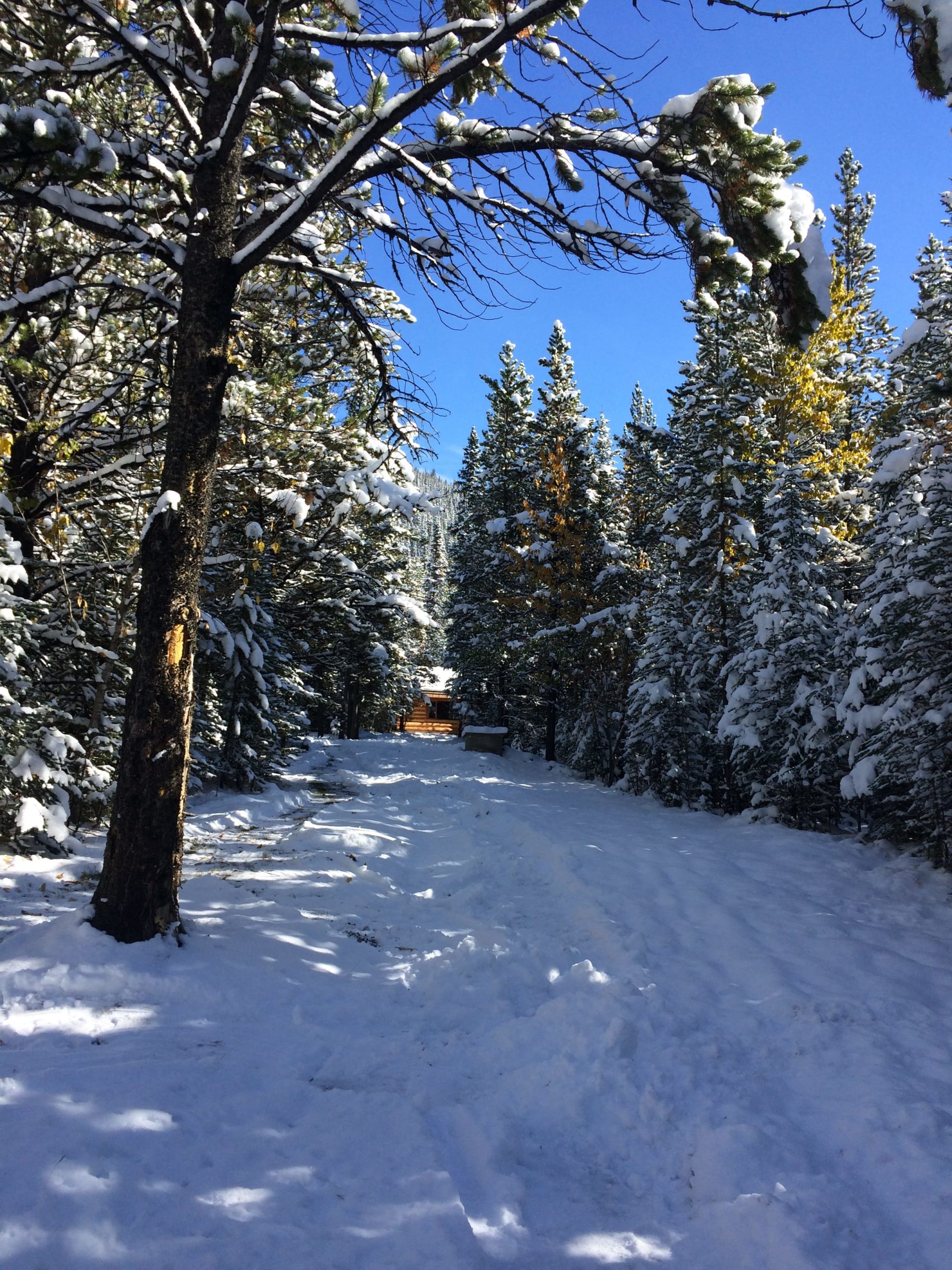 Powerful Forest Aesthetic Inspiration To Connect You With Mother Nature ...