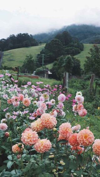 Lovely Cottagecore Wallpaper Ideas for your Phone - The Mood Guide