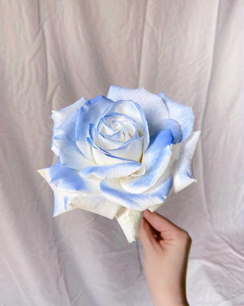 Light Blue Aesthetic Guide: All about the Daydreamers Color