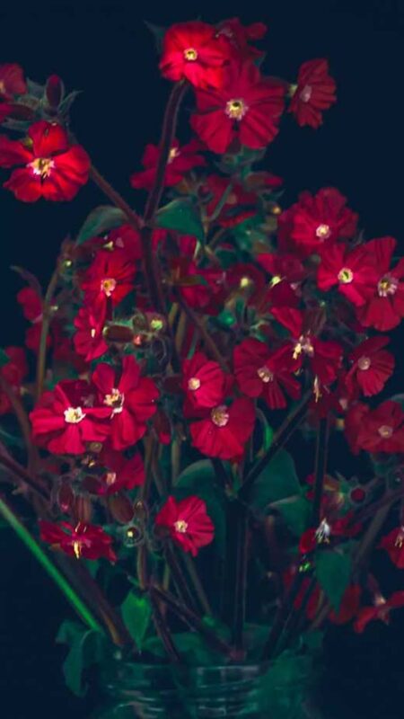 Red Aesthetic Wallpaper Ideas for your iPhone - The Mood Guide