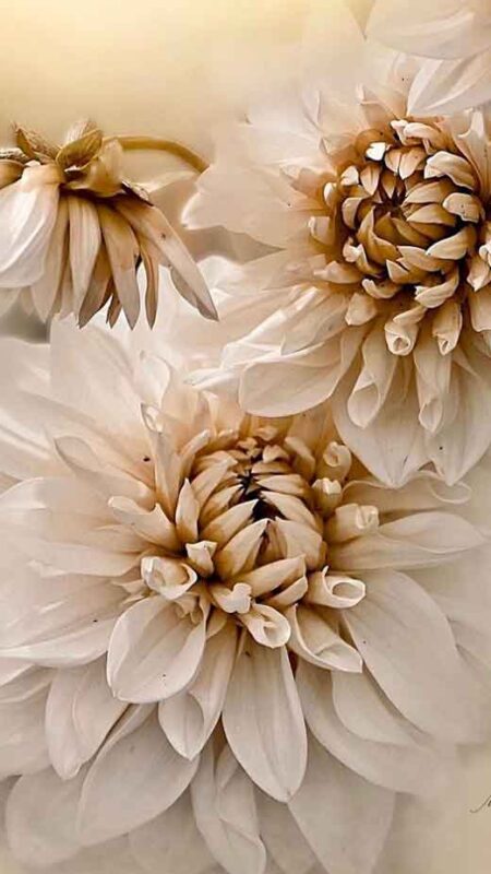 Aesthetic Flower iPhone Wallpaper Ideas for lovers of Floral ...