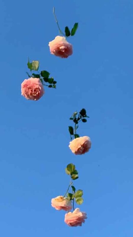 60+ Ideas of Aesthetic Floral Wallpaper for iPhone - The Mood Guide