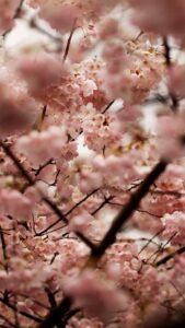 60 + Aesthetic Spring Wallpapers for iPhone - The Mood Guide