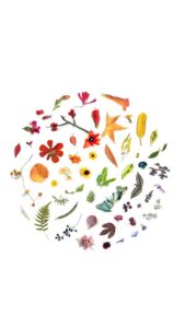 60 + Aesthetic Spring Wallpapers for iPhone - The Mood Guide