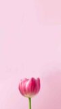 60 + Aesthetic Spring Wallpapers for iPhone - The Mood Guide