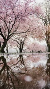 60 + Aesthetic Spring Wallpapers for iPhone - The Mood Guide