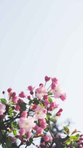 60 + Aesthetic Spring Wallpapers for iPhone - The Mood Guide
