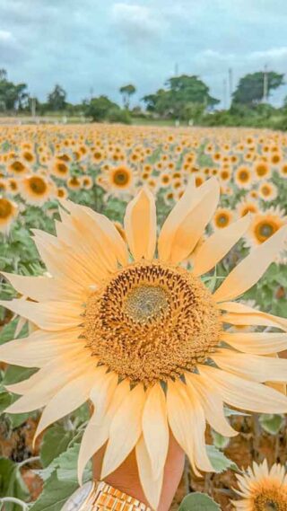 40+ Joyful Sunflower Wallpapers for iPhone - The Mood Guide