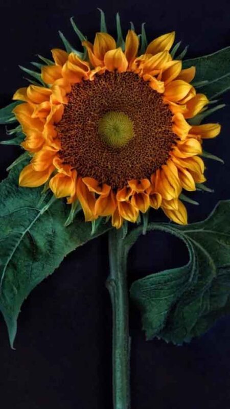 40+ Joyful Sunflower Wallpapers for iPhone - The Mood Guide