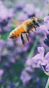 Bee Wallpapers for iPhone (Beehive, Honey & More) - The Mood Guide