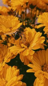 Bee Wallpapers for iPhone (Beehive, Honey & More) - The Mood Guide