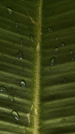 50+ Nature Wallpapers for iPhone - The Mood Guide