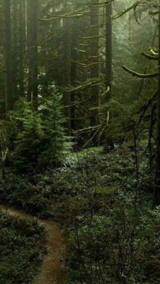 50+ Nature Wallpapers for iPhone - The Mood Guide