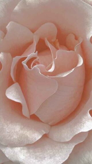 50 Gorgeous Rose Wallpapers For iPhone - The Mood Guide