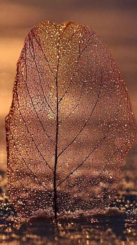 50+ Nature Wallpapers for iPhone - The Mood Guide