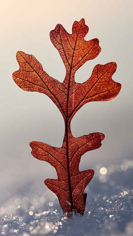 50+ Nature Wallpapers for iPhone - The Mood Guide