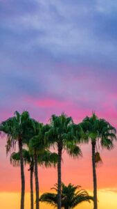 70+ Free Summer Wallpaper Ideas (Aesthetic, Cute, Tropical & More ...