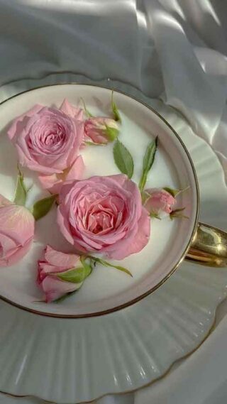 57 Gorgeous Rose Wallpapers For iPhone - The Mood Guide