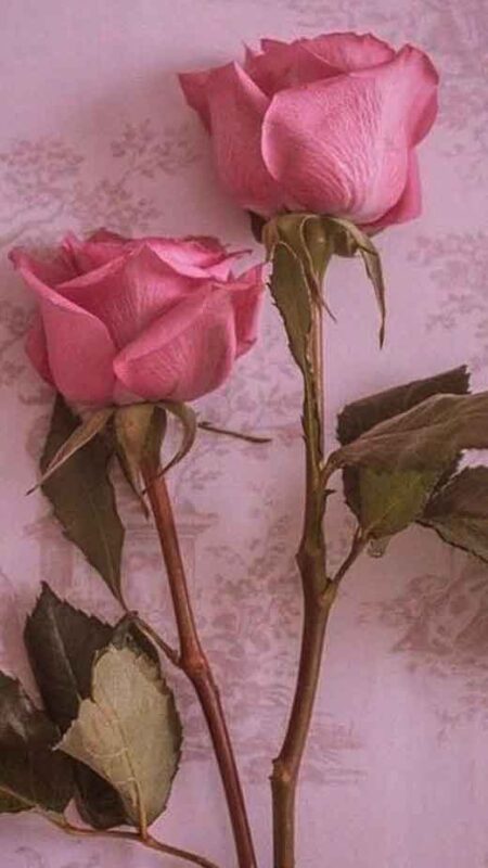 57 Gorgeous Rose Wallpapers For iPhone - The Mood Guide