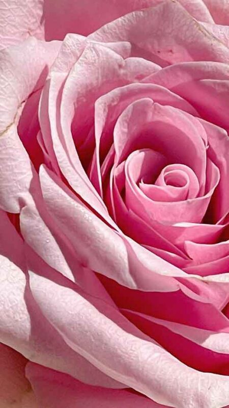 50 Gorgeous Rose Wallpapers For iPhone - The Mood Guide