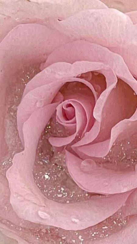 50 Gorgeous Rose Wallpapers For iPhone - The Mood Guide