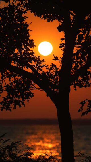 Cute & Aesthetic Sun Wallpapers to Brighten up Your Phone Screen This ...