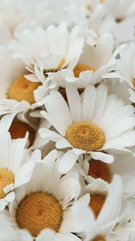 50 Lovely Daisy Wallpaper Ideas for iPhone - The Mood Guide