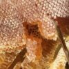 Honeycore, get Inspired by the Honey and Bee Aesthetics