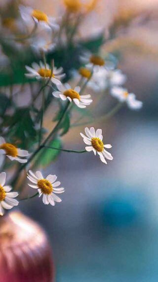 50 Lovely Daisy Wallpaper Ideas for iPhone - The Mood Guide