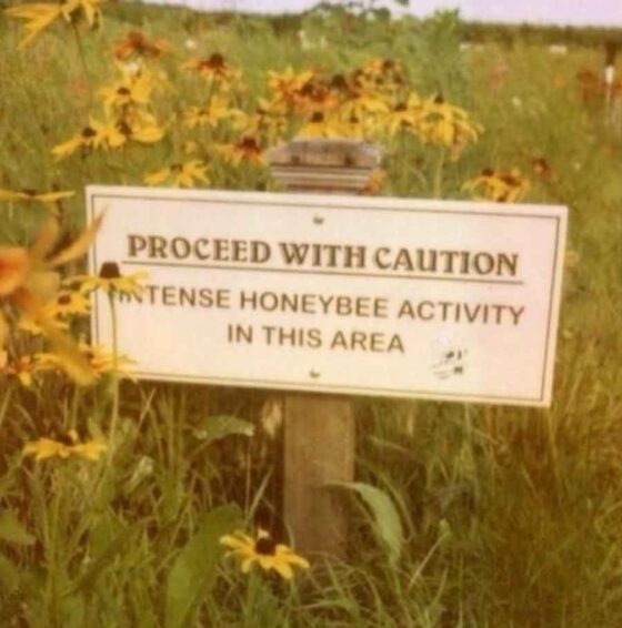 Honeycore, get Inspired by the Honey and Bee Aesthetics - The Mood Guide