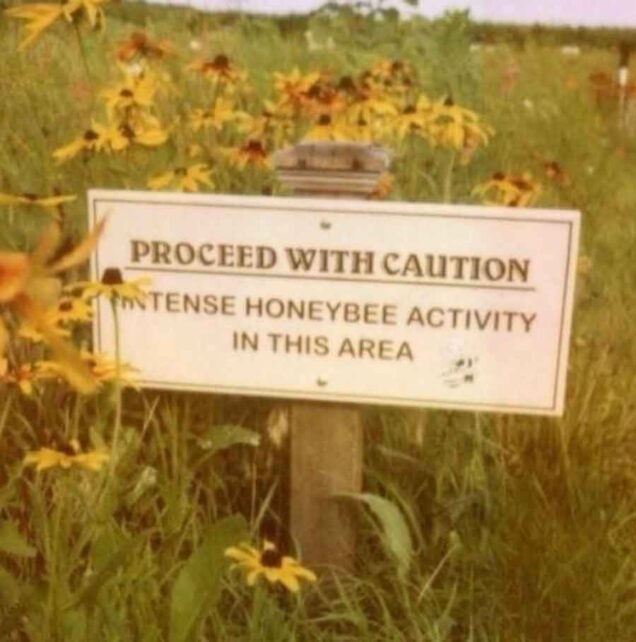 Honeycore, get Inspired by the Honey and Bee Aesthetics - The Mood Guide