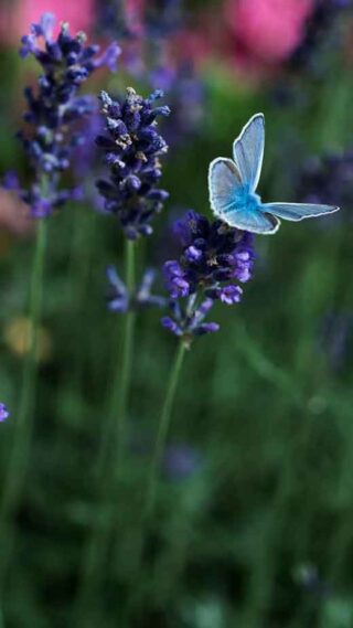 80 Lavender Aesthetic Wallpapers for a Soothing Phone Background (Plant ...