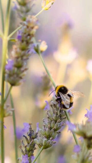 80 Lavender Aesthetic Wallpapers for a Soothing Phone Background (Plant ...