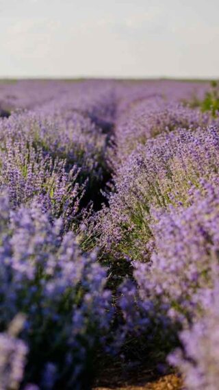 80 Lavender Aesthetic Wallpapers for a Soothing Phone Background (Plant ...
