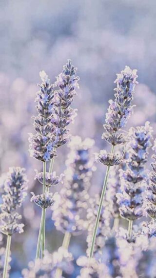 80 Lavender Aesthetic Wallpapers for a Soothing Phone Background (Plant ...