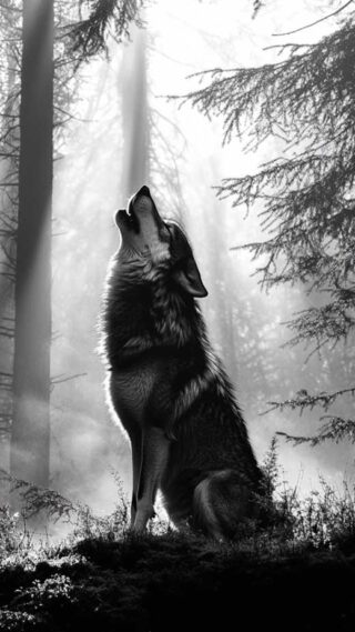 30+ Exclusive Wolf Wallpaper Ideas for iPhone - The Mood Guide