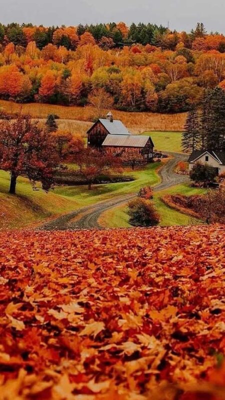 These Orange Aesthetic Wallpapers Will Bring Joy to Your Phone Screen ...