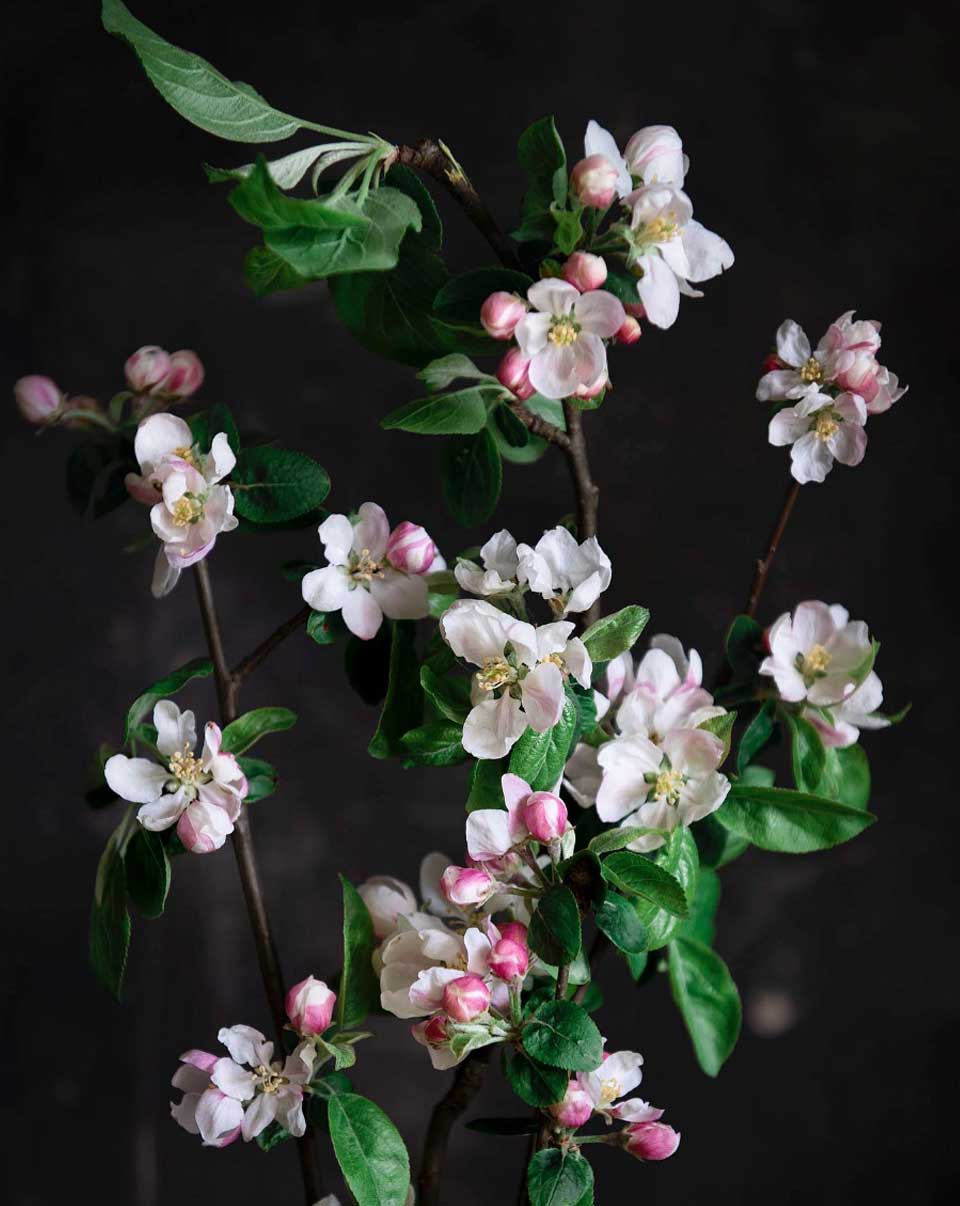 Pink Aesthetic Flowers & Meanings to Choose the Right One for the ...