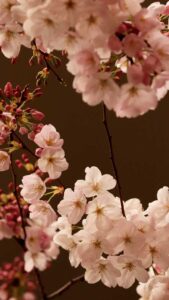 60 + Aesthetic Spring Wallpapers for iPhone - The Mood Guide