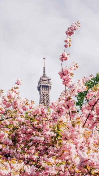 60 + Aesthetic Spring Wallpapers for iPhone - The Mood Guide