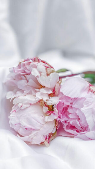 Coquette Wallpaper & Background Ideas for iPhone - The Mood Guide