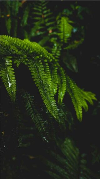 Green Aesthetic: The Symbolic Meaning of the Main Shades (and How to ...